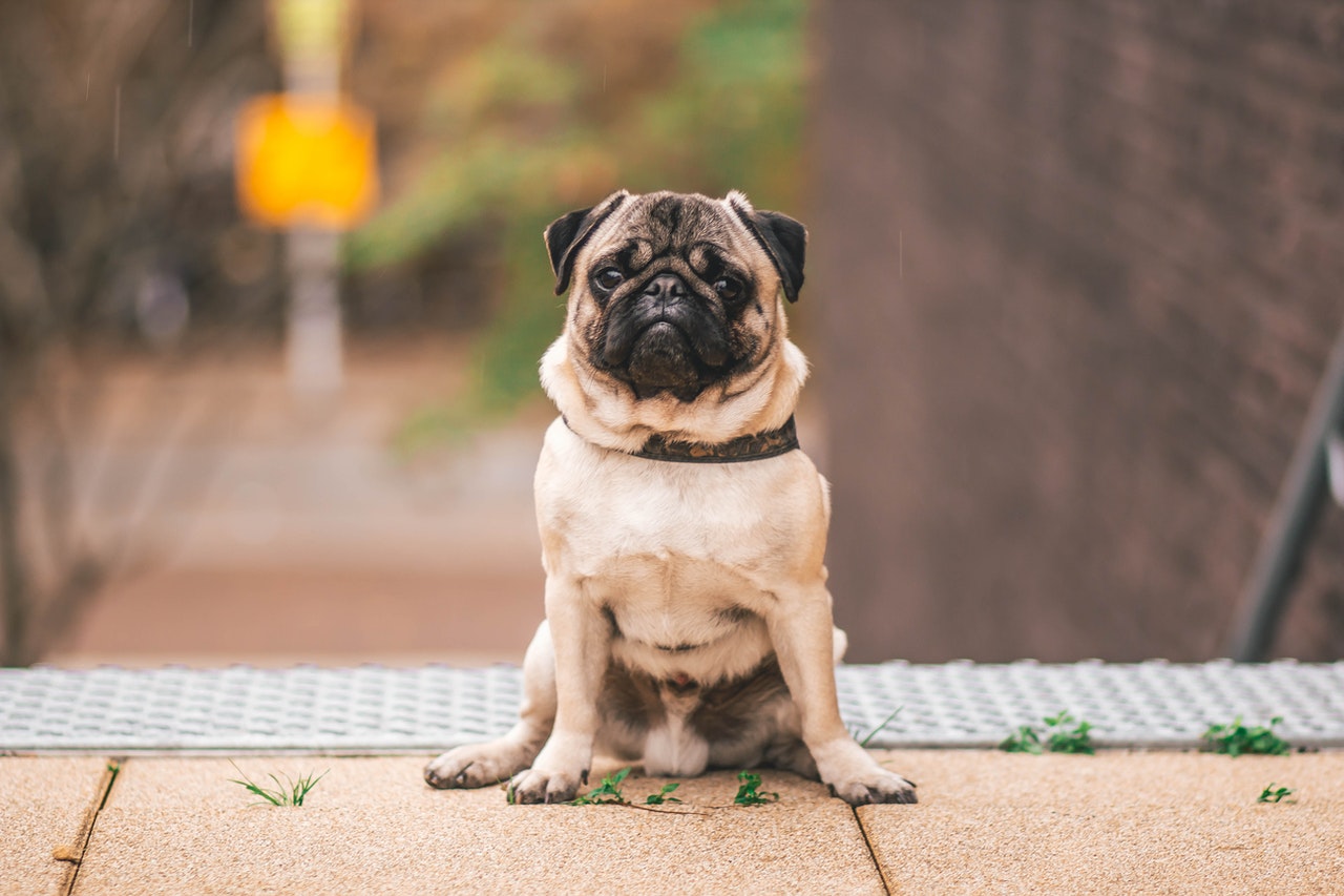 Comment soigner un œdème pulmonaire chez le chien ? | Manuel assurances